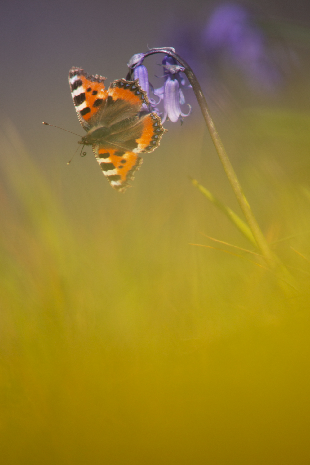 Depth of Field in April Woods - Knowle Top Studios | Clitheroe